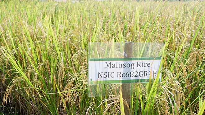 DA showcases the success of Malusog Rice in Nasugbu • The Market Monitor