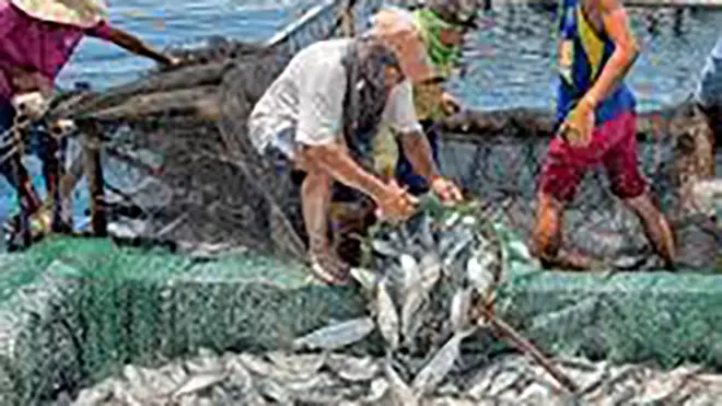Share of farm, fisheries to GDP drop in 2024 • The Market Monitor