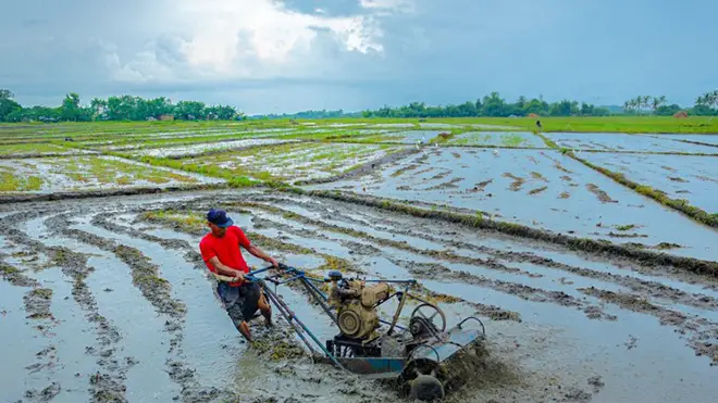 Hail to rice farmers’ practical sense • The Market Monitor